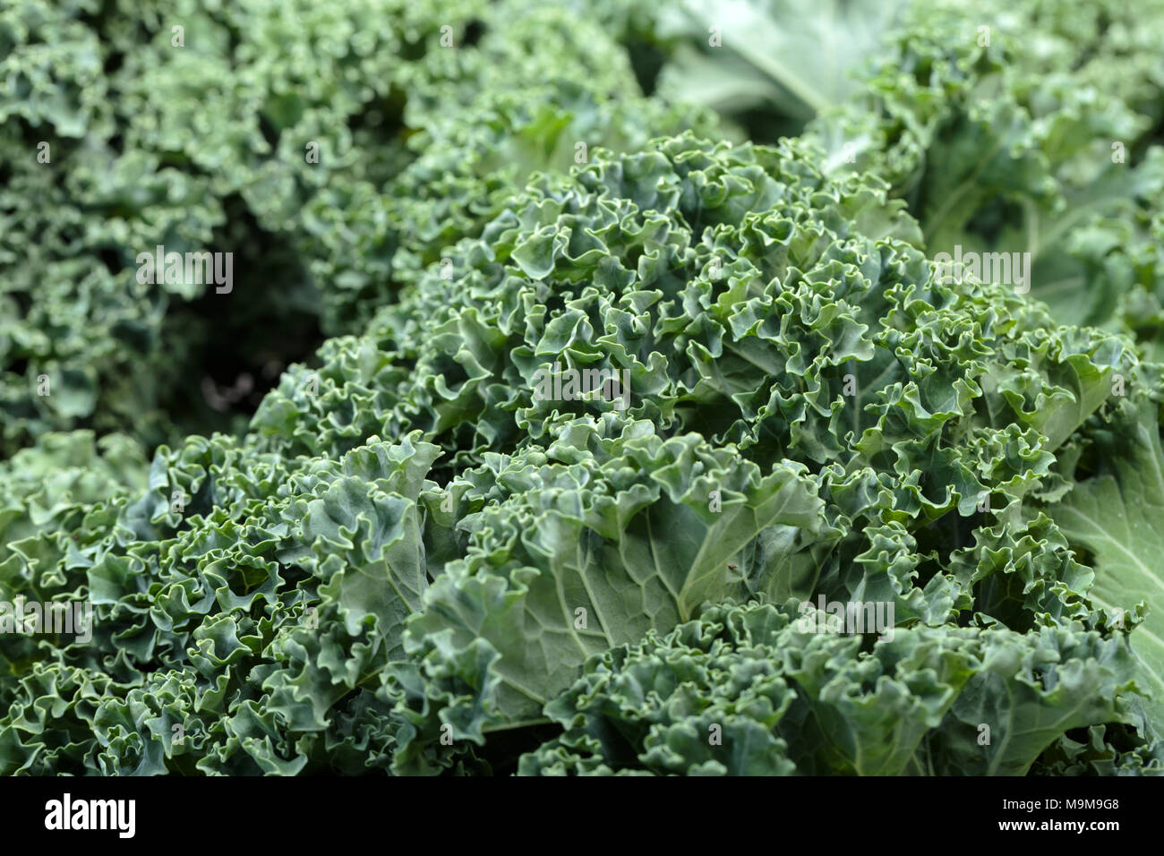 A healthy fresh curly kale Stock Photo - Alamy