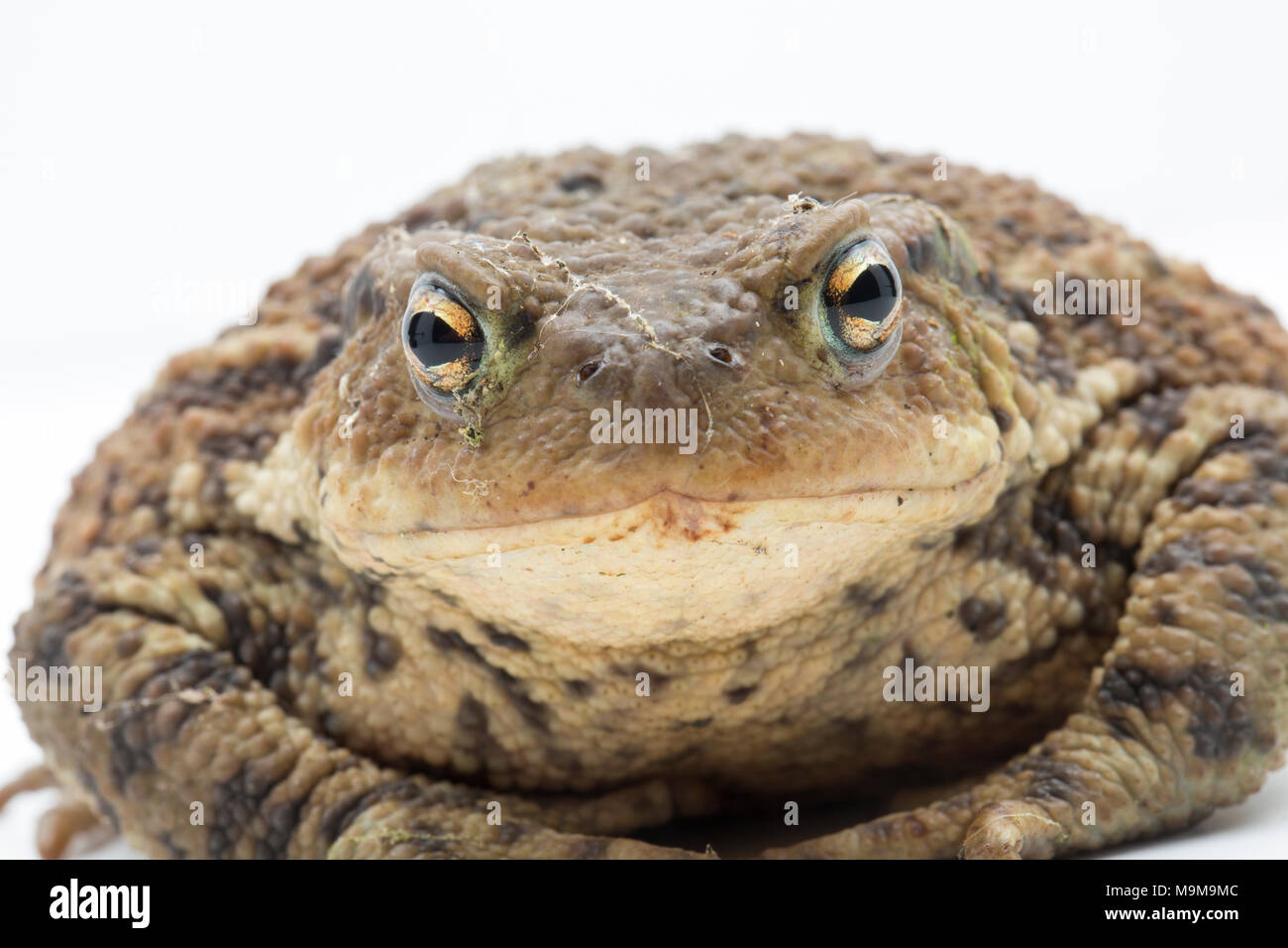 Toadface hi-res stock photography and images - Alamy