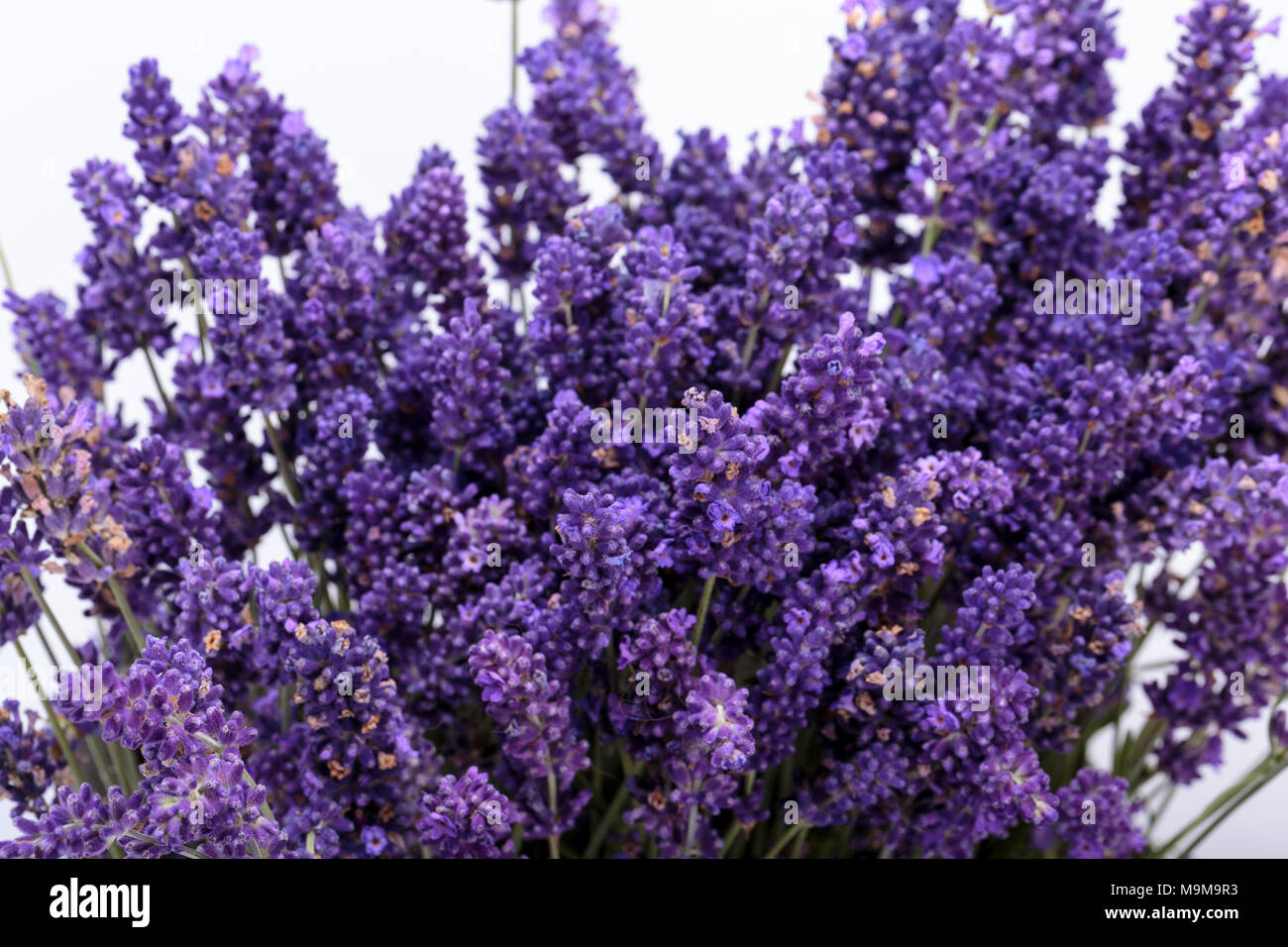 Lavender isolated on white background. Close up Stock Photo - Alamy