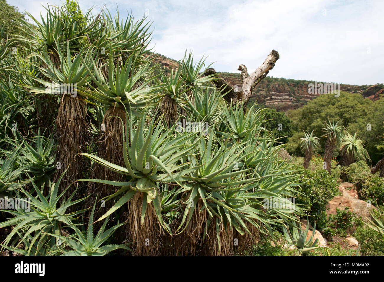 Aloe Arborescens KRANTZ ALOE Aloaceae plants along the banks of the ...