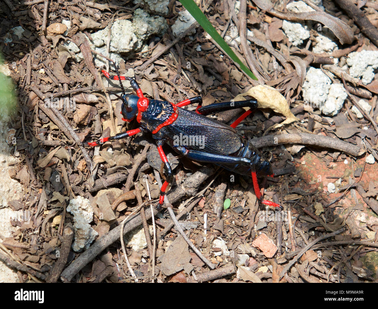 Koppie Foam Grasshopper, Rooibaadjie, Dictyophorus spumans, Foaming ...