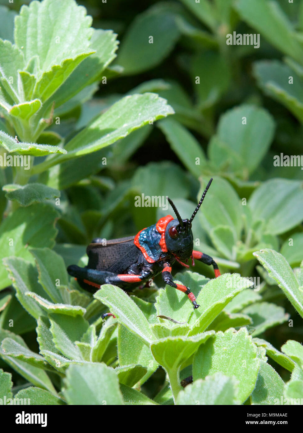 South africa black and red insect bug hi-res stock photography and ...