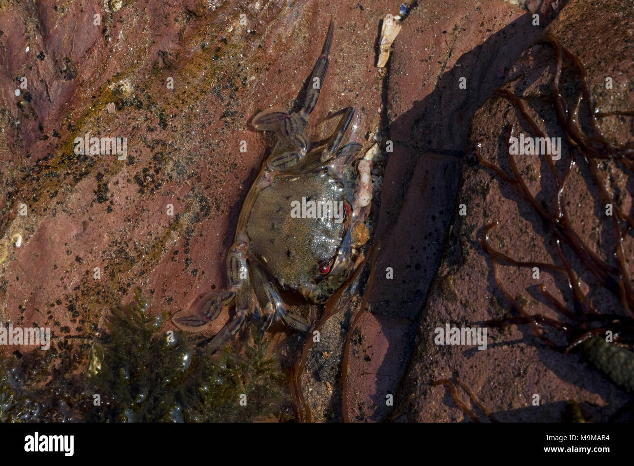 Velvet Swimming Crab (Necora puber Stock Photo - Alamy