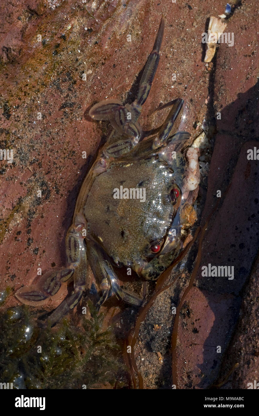 Velvet Swimming Crab (Necora puber Stock Photo - Alamy