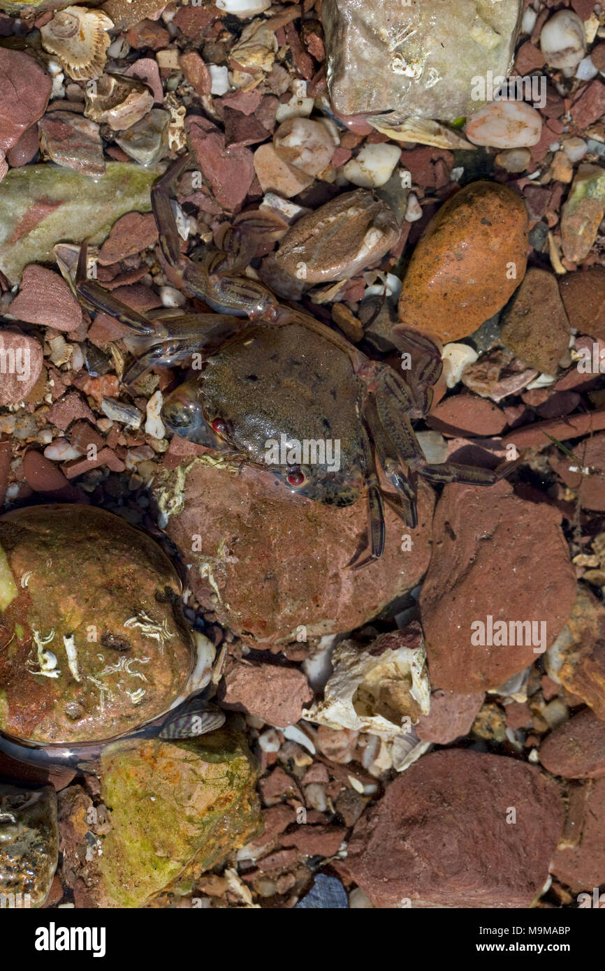 Velvet Swimming Crab (Necora puber Stock Photo - Alamy
