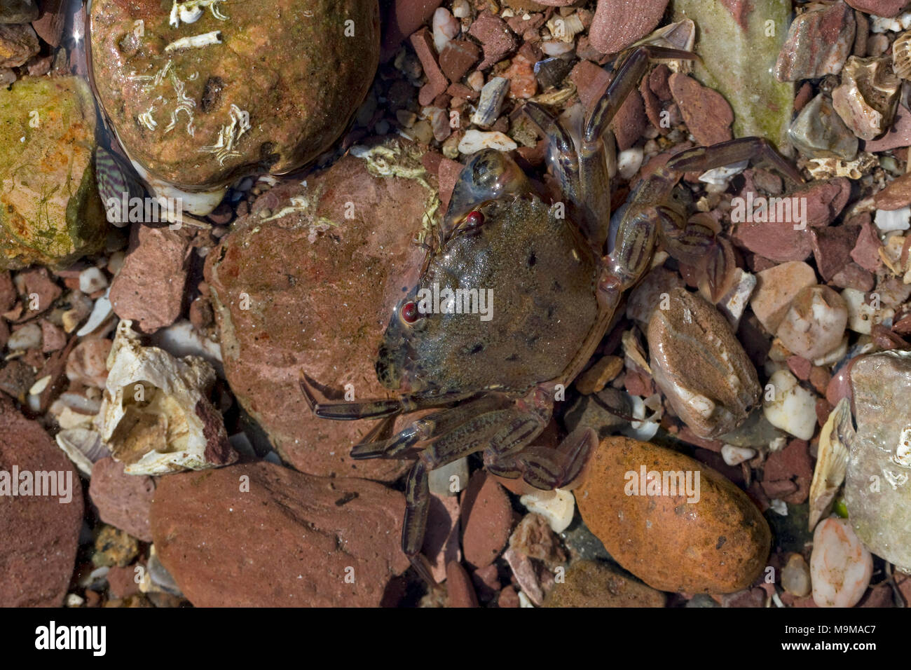Velvet Swimming Crab (Necora puber Stock Photo - Alamy