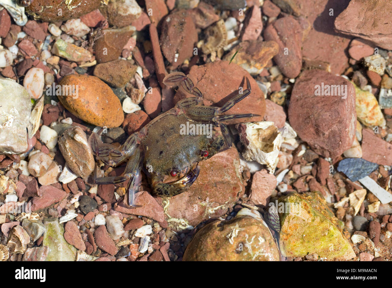 Velvet Swimming Crab (Necora puber Stock Photo - Alamy