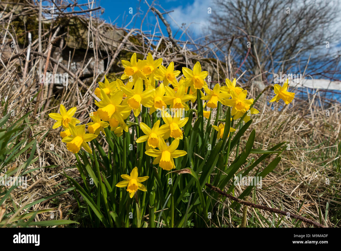 Dwarf daffodils hi-res stock photography and images - Alamy