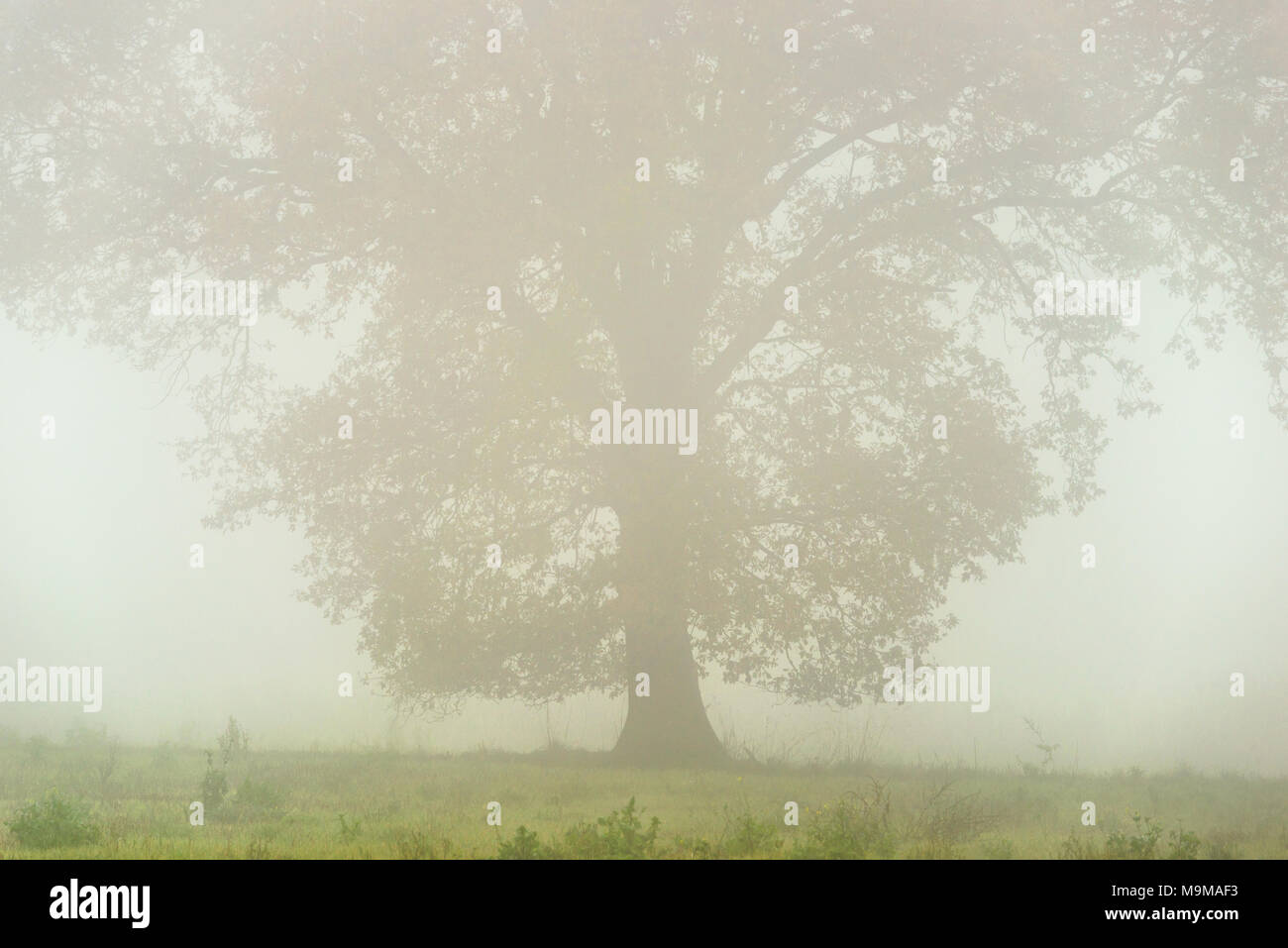 Single tree mist hi-res stock photography and images - Alamy