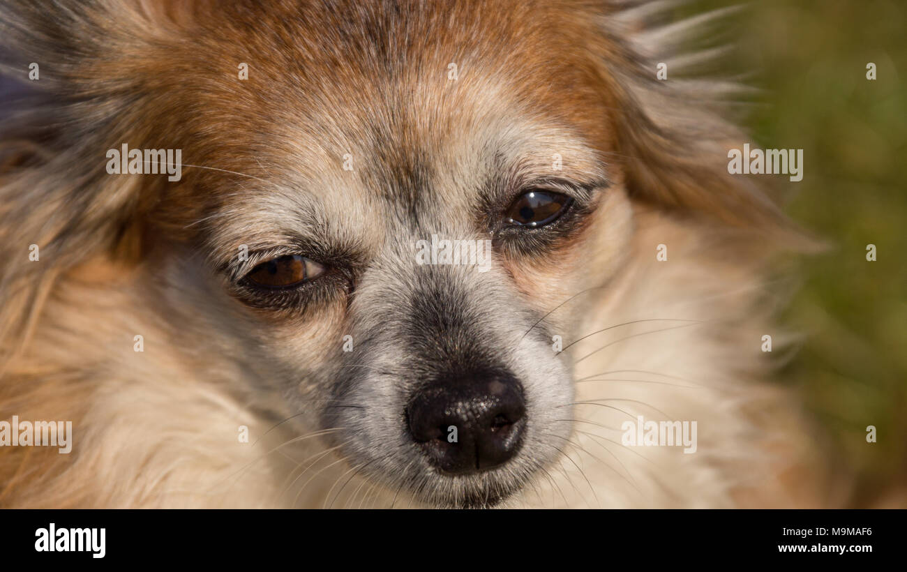 Chihuahua laying down hi-res stock photography and images - Alamy