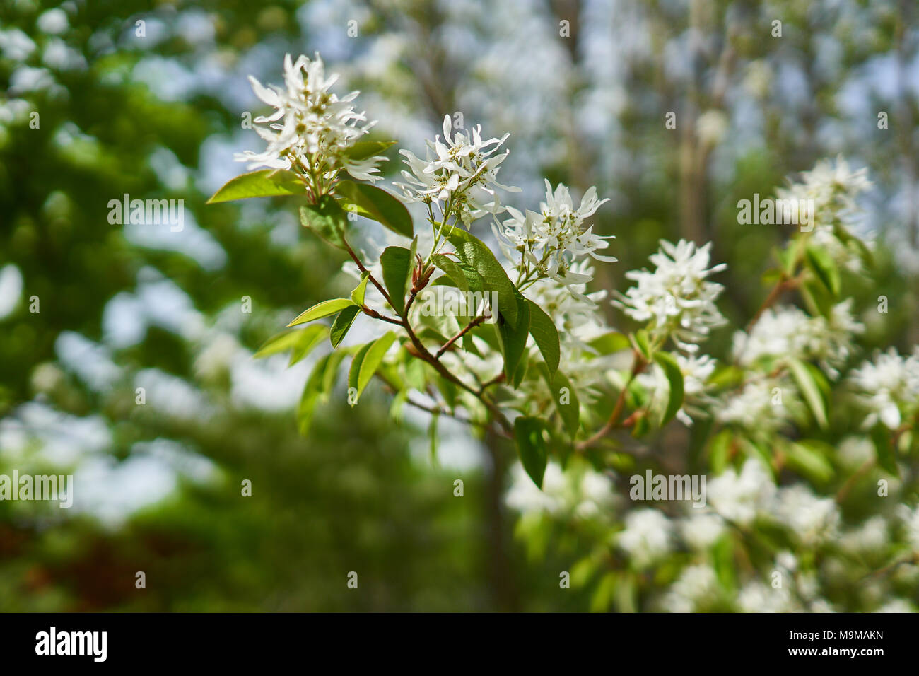 Chinese fringe tree hi-res stock photography and images - Alamy