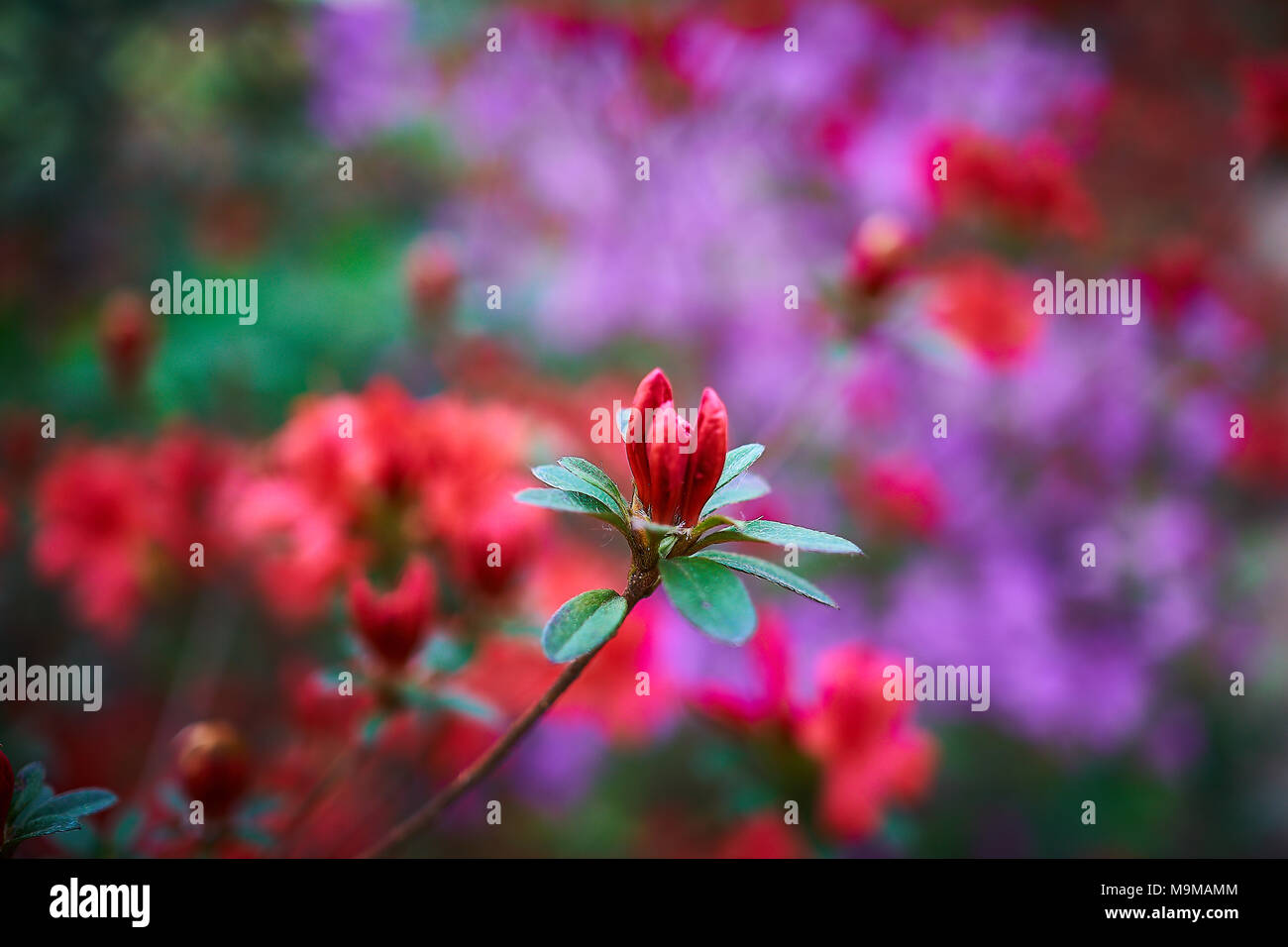 A close shot of Royal azalea yet to bloom vibrant with intense red ...
