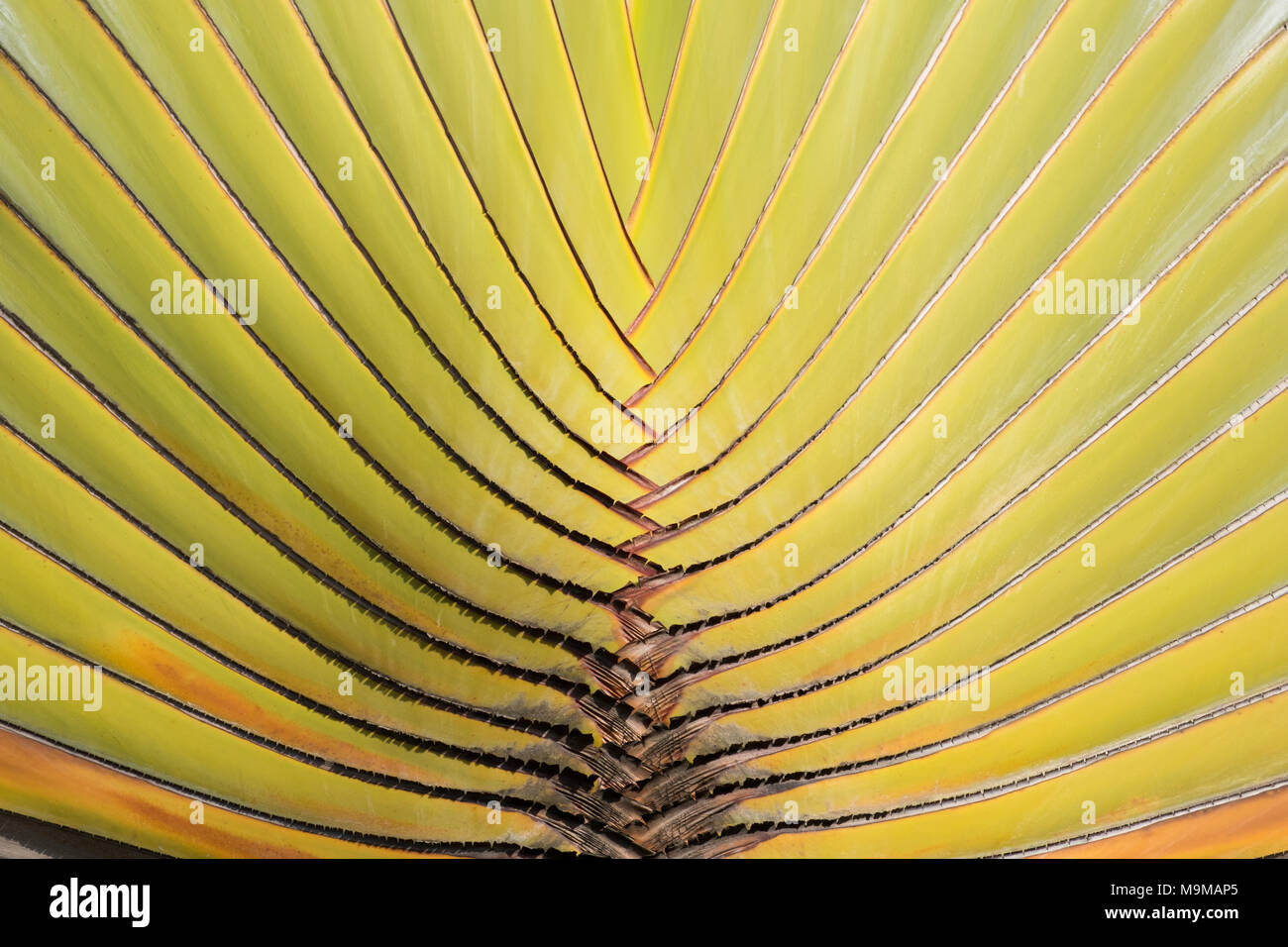 Ravenala palm tree , traveler tree , Palm tree pattern Stock Photo - Alamy