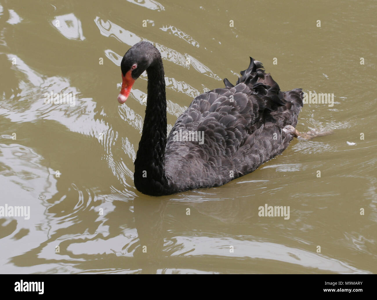 BLACK SWAN 2012 Dawlish in Devon Stock Photo - Alamy