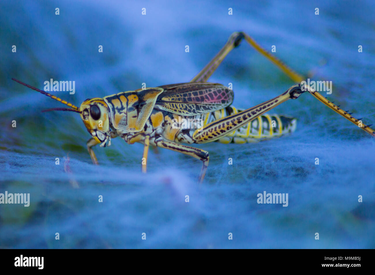 Red locust hi-res stock photography and images - Alamy