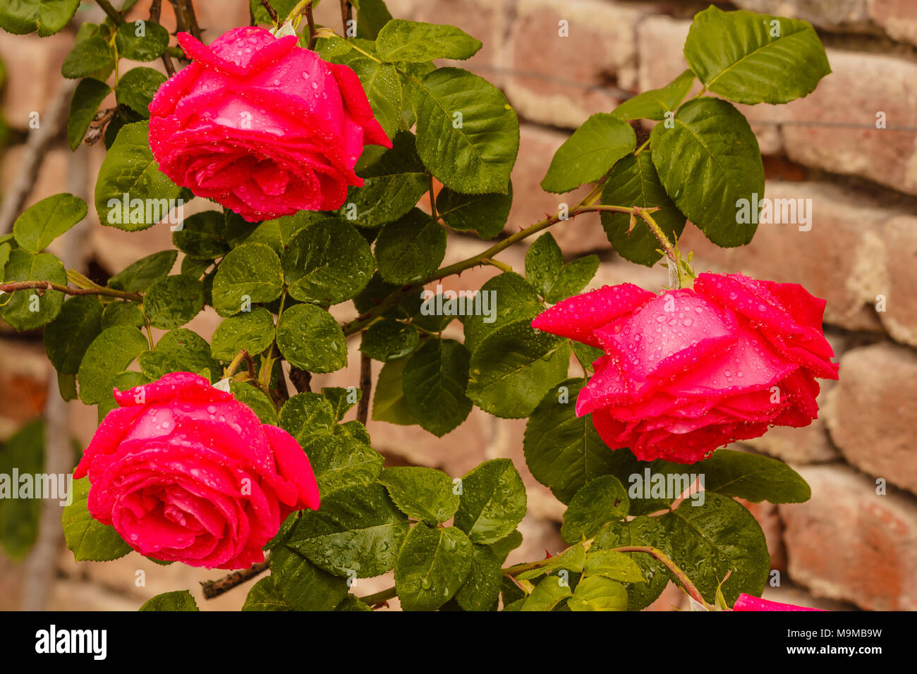 Wetted hi-res stock photography and images - Alamy