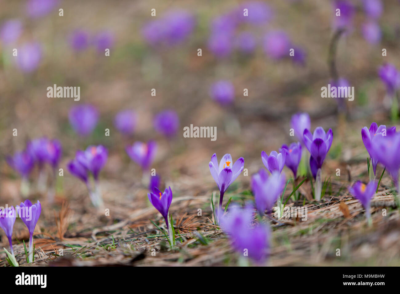 Purple crocus flowers in the forest at spring Stock Photo - Alamy
