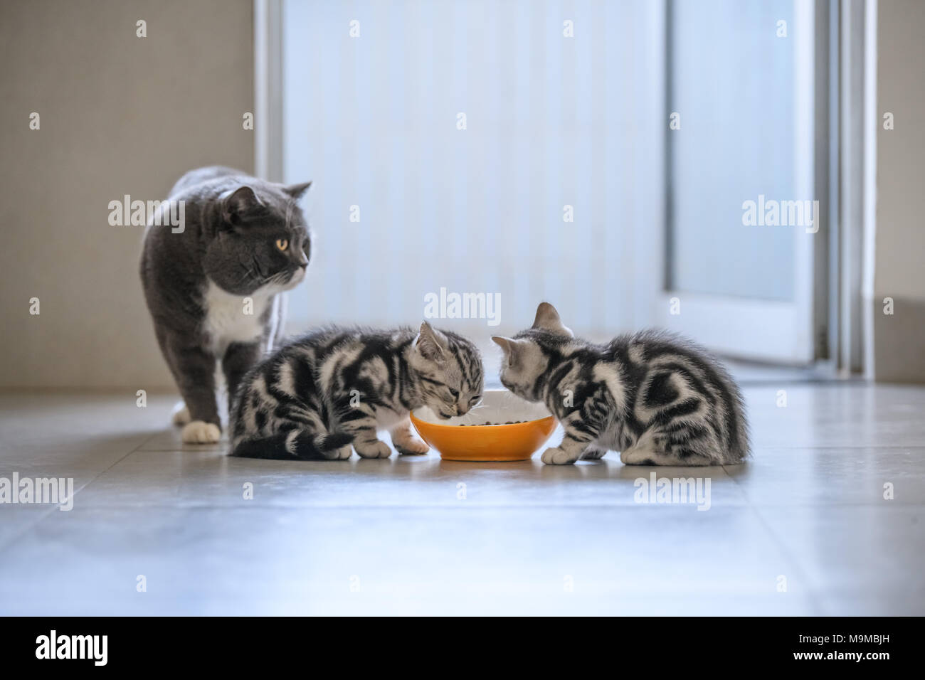 Two American cat kittens eating Stock Photo - Alamy