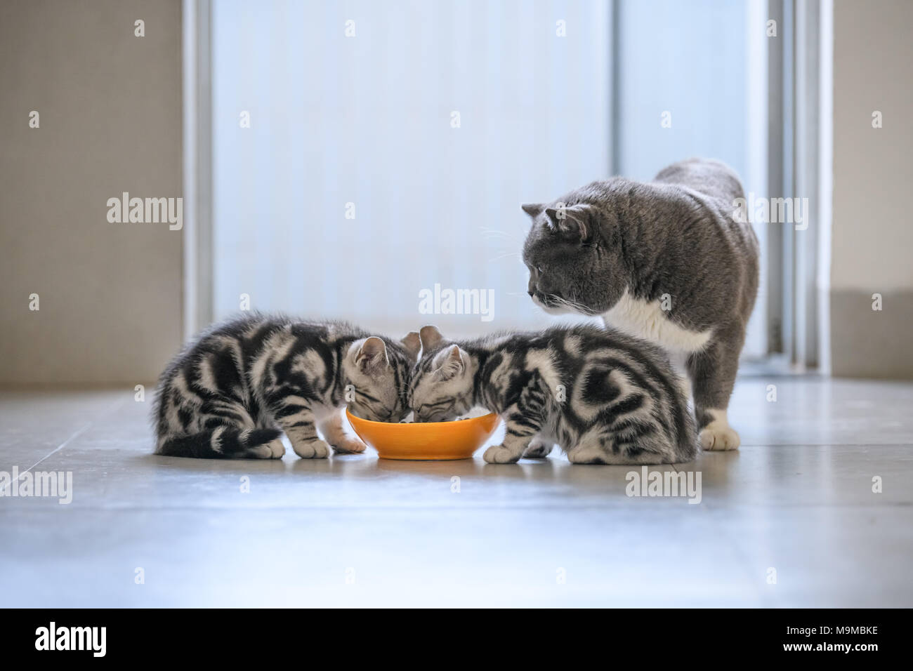 Two American cat kittens eating Stock Photo - Alamy