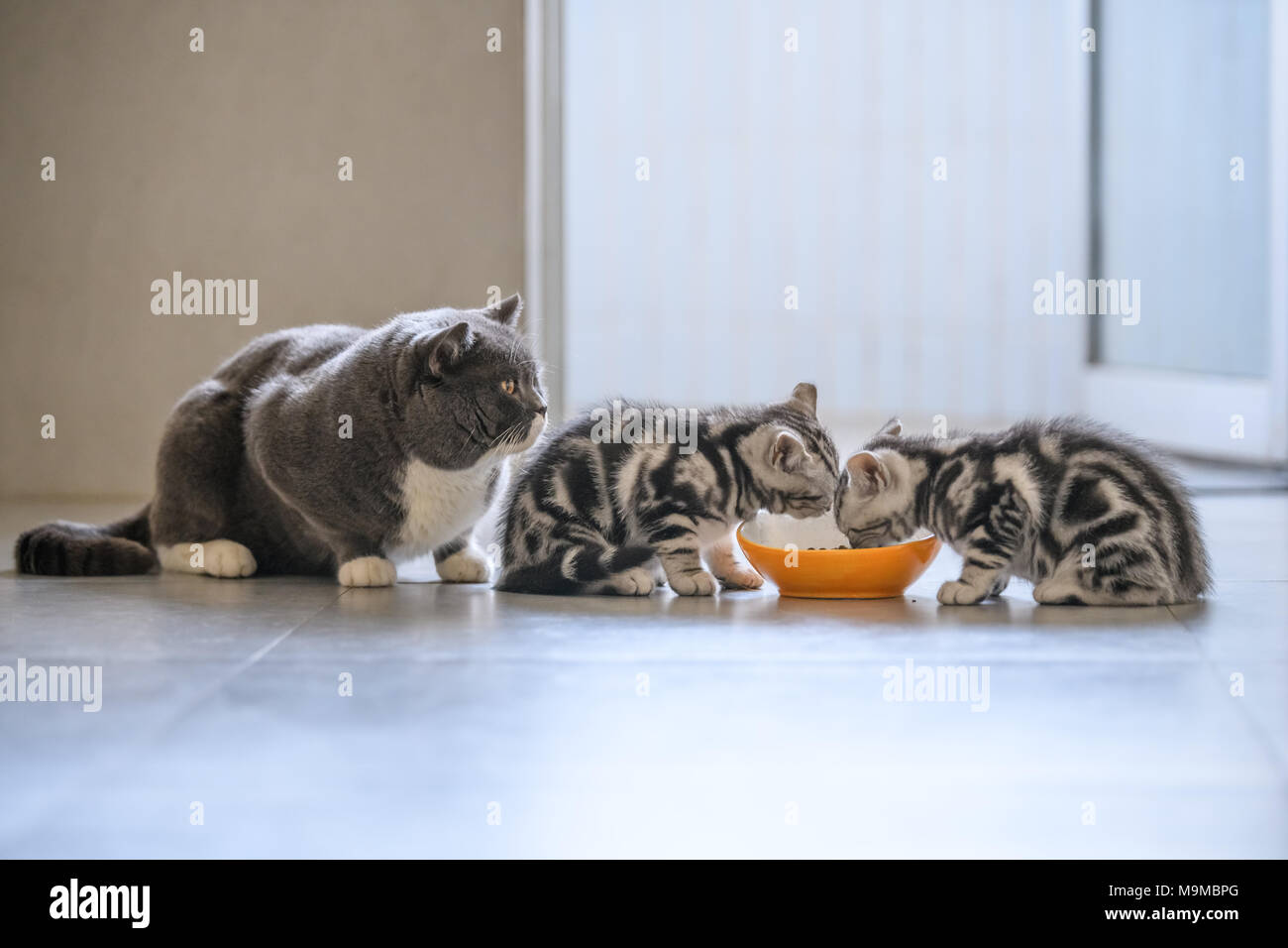 Two American cat kittens eating Stock Photo - Alamy