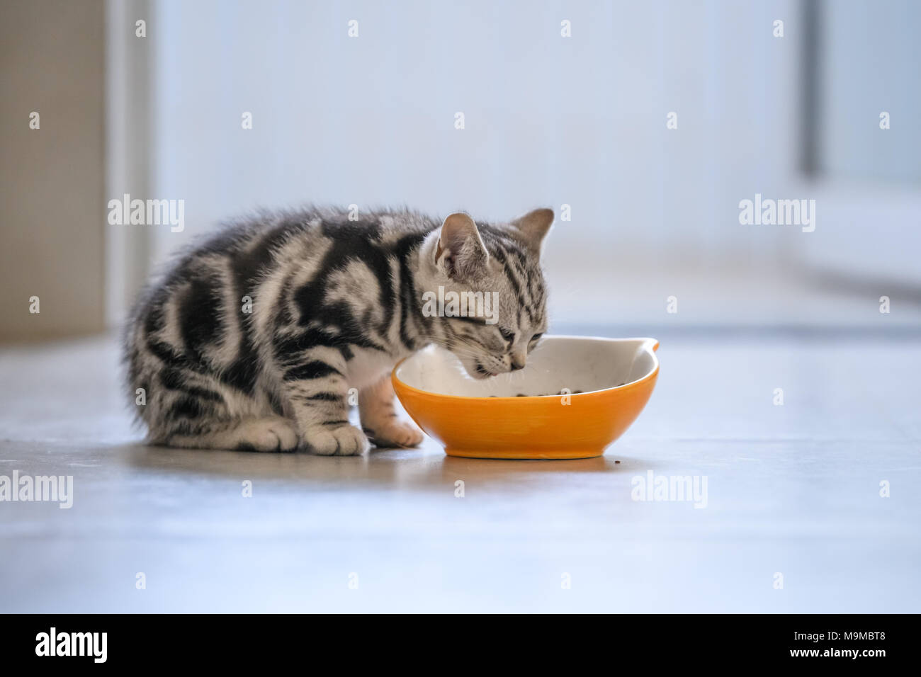 The cute kitten is eating Stock Photo - Alamy
