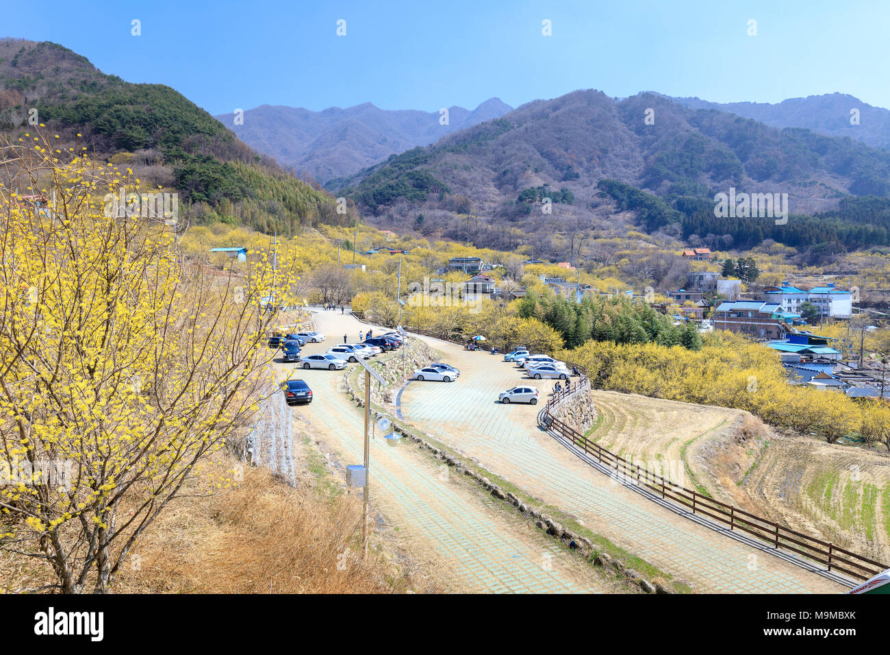 Gurye sansuyu festival south korea hi-res stock photography and images ...