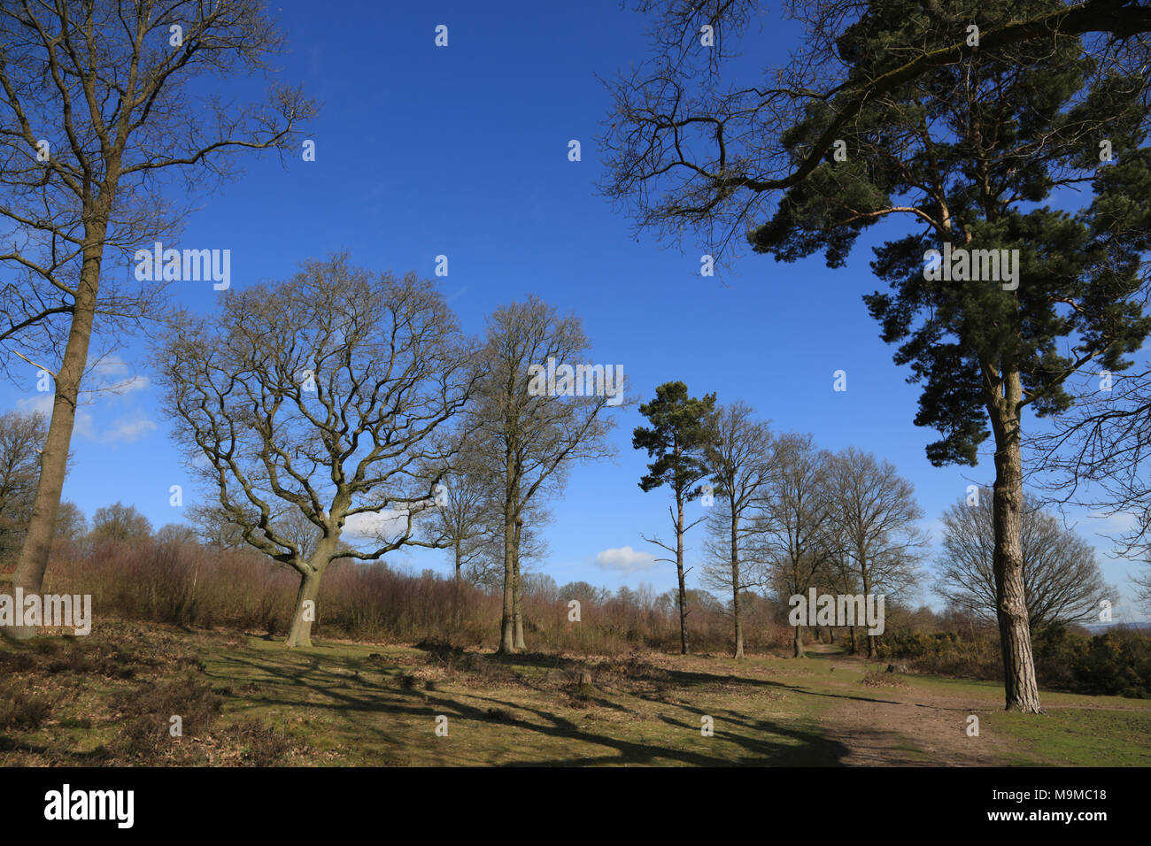 One of the many public paths on Kinver edge, an area of natural beauty ...