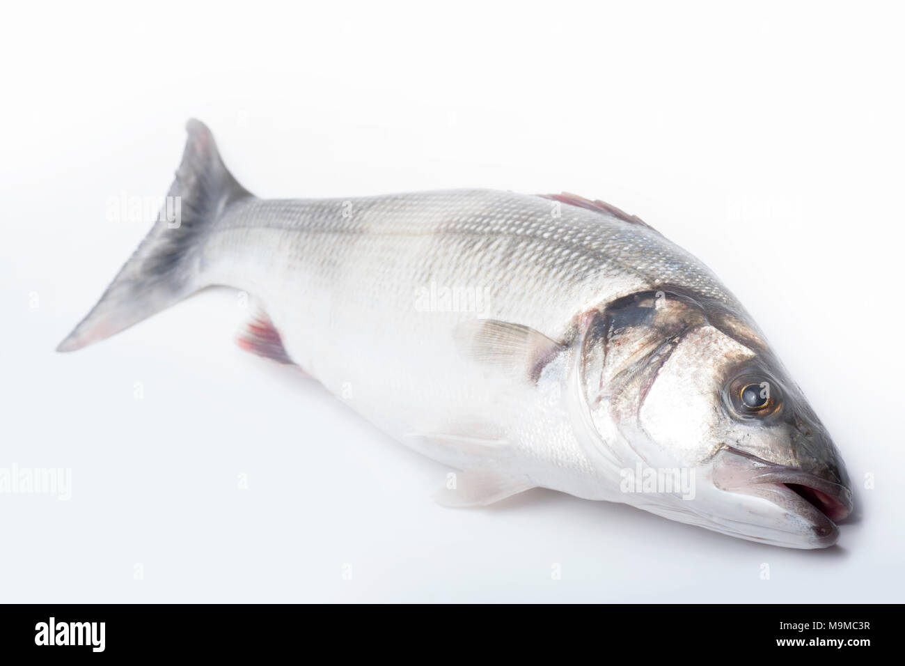 Bass, Dicentrarchus labrax, caught from Chesil beach in Dorset UK beach ...
