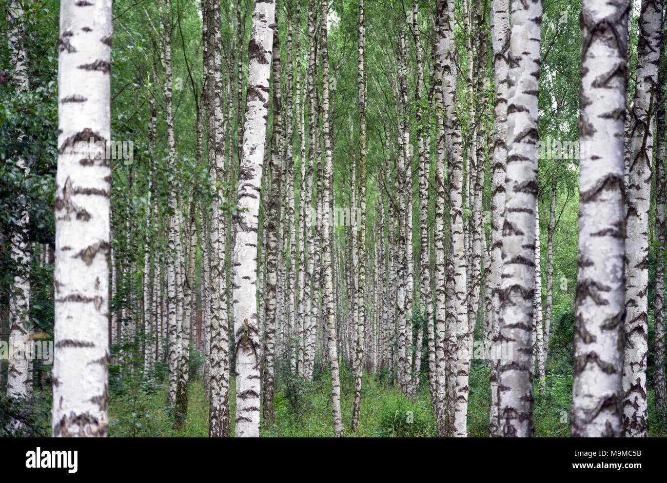 Birch betula forest background Stock Photo - Alamy
