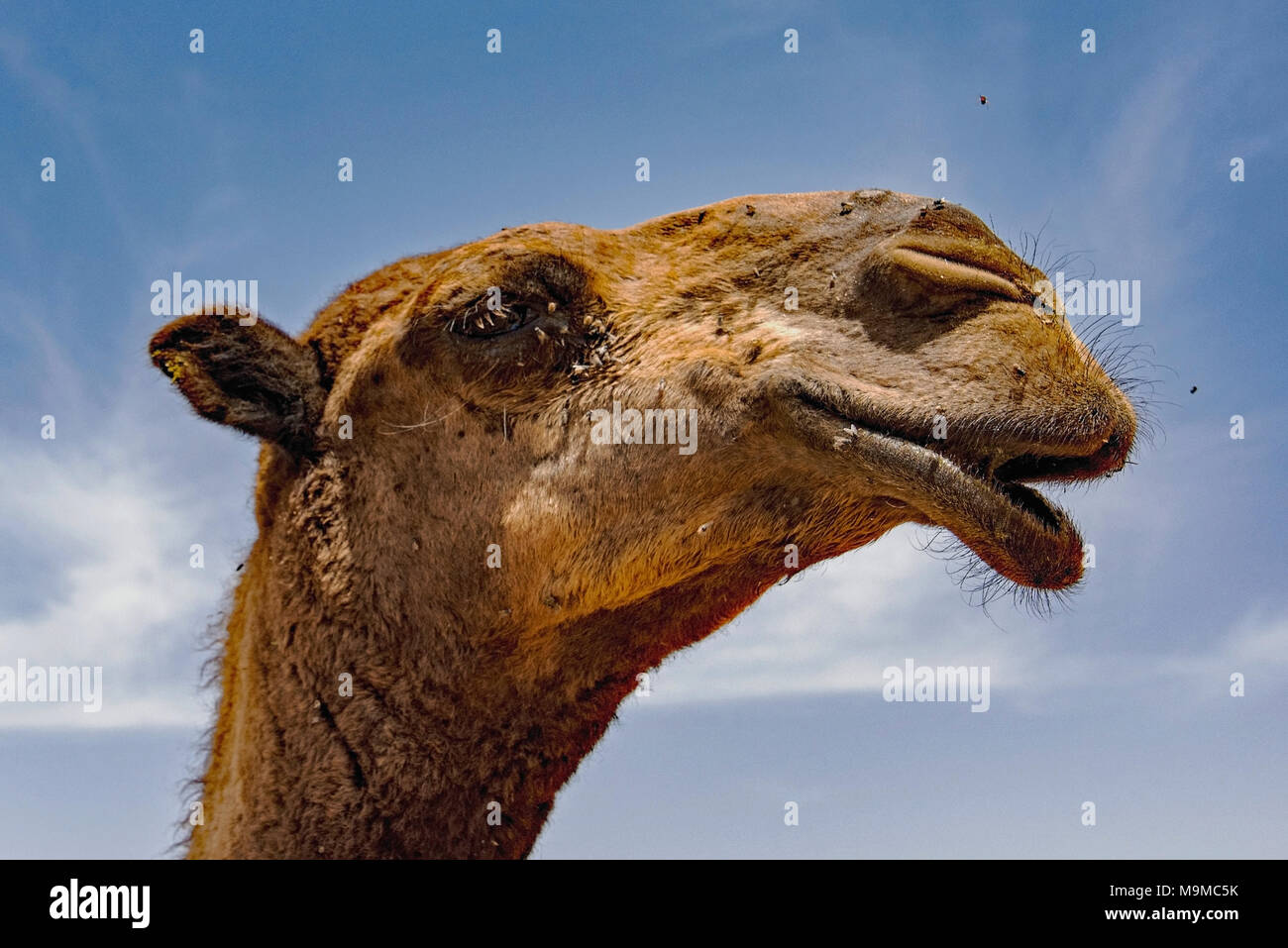 Saudi arabia camels hi-res stock photography and images - Alamy