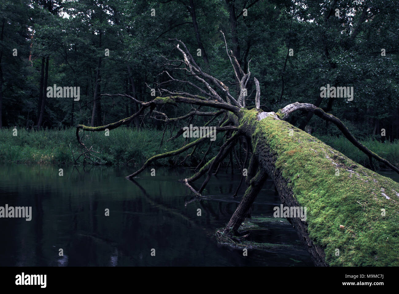Bridge fallen tree hi-res stock photography and images - Alamy