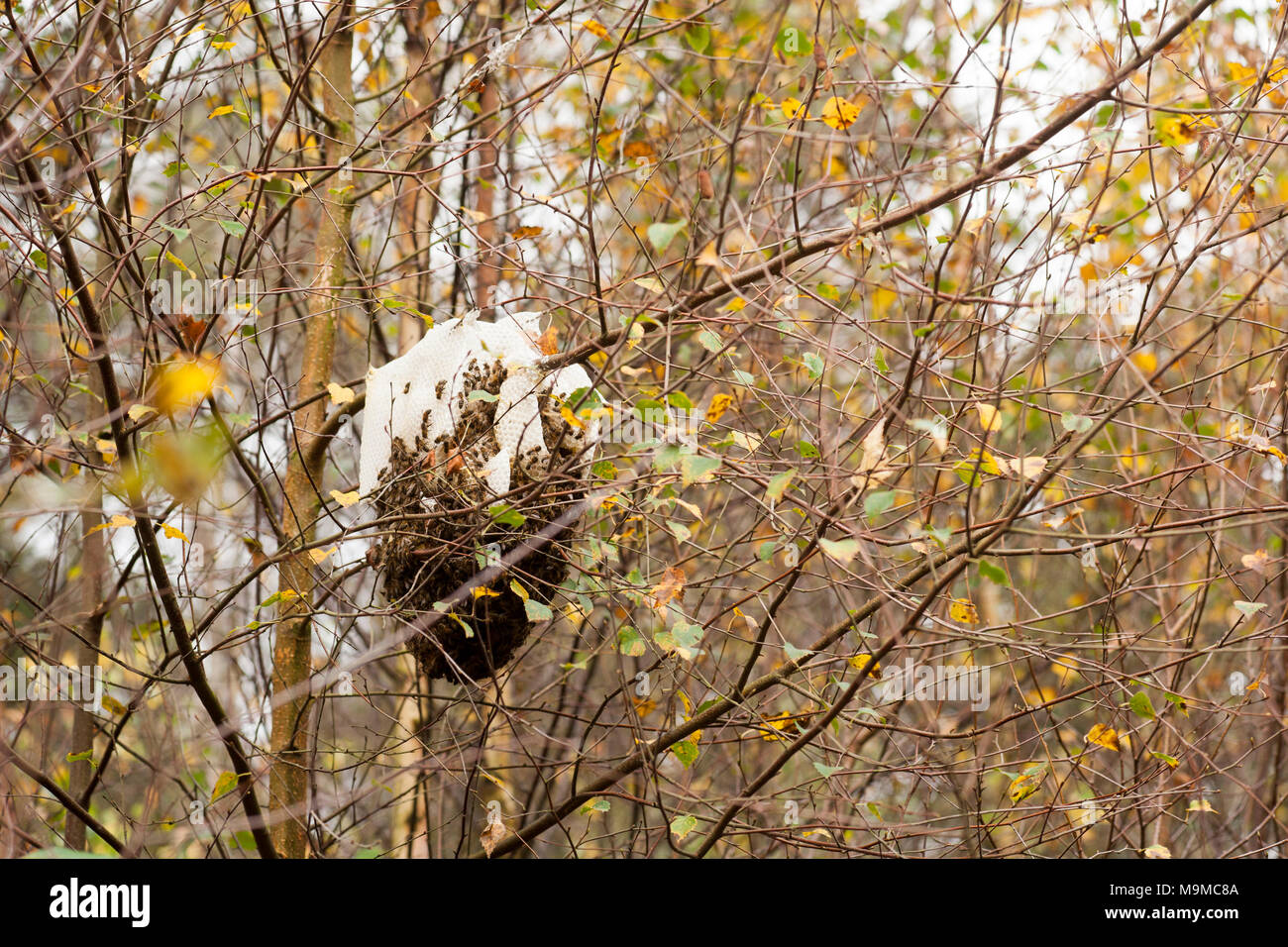 Bees Nest In A Tree Stock Photos & Bees Nest In A Tree Stock Images - Alamy