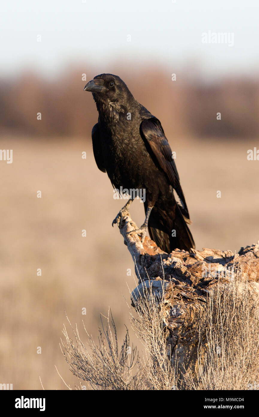 Corvus corax bird hi-res stock photography and images - Alamy
