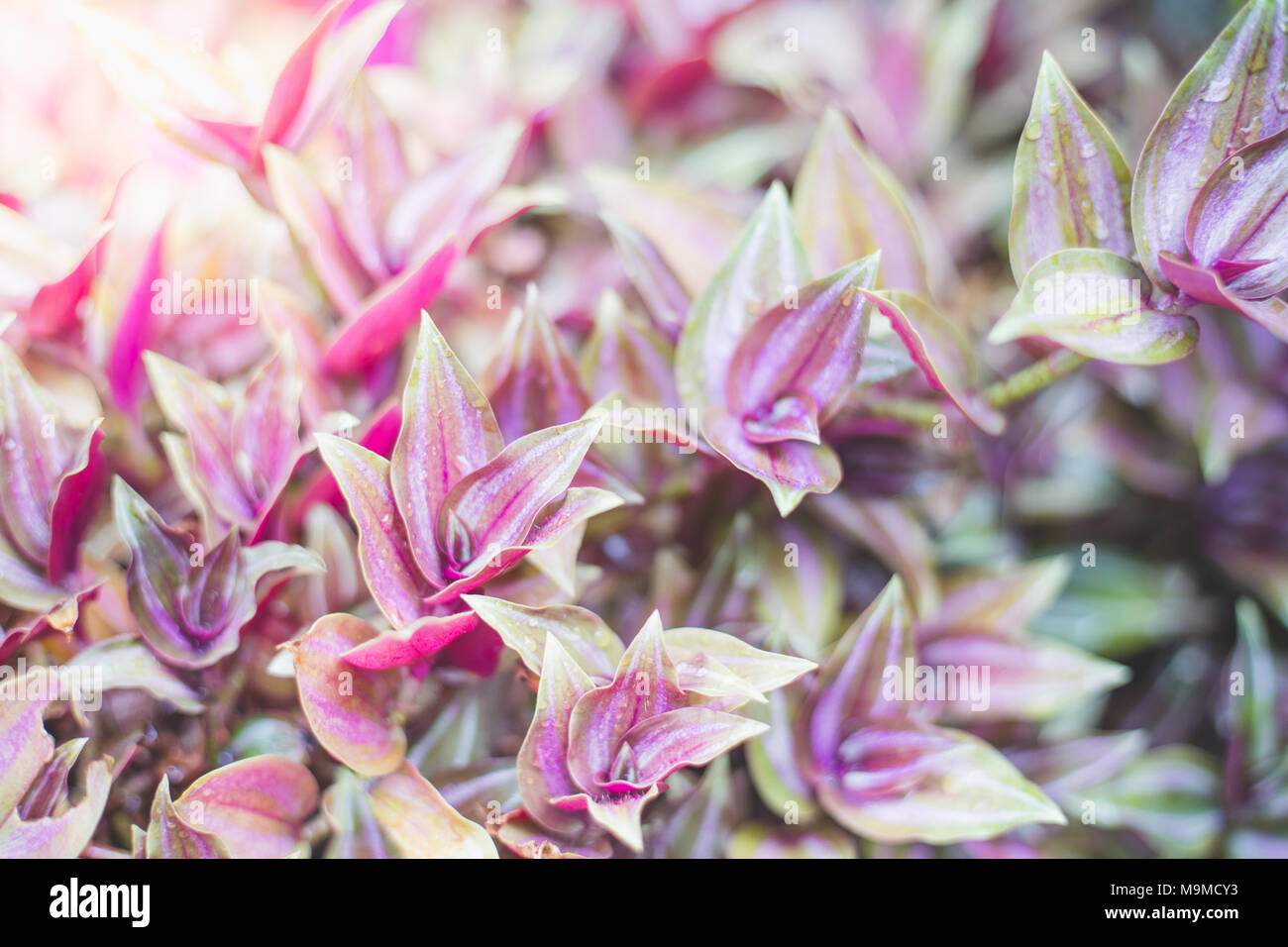 Purple plant with waterdrop with sunlight at morning Stock Photo - Alamy