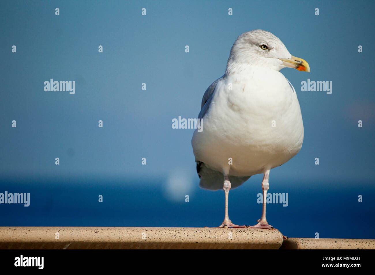 Focus on a seagull sitting on fence with the sea in the back Stock ...
