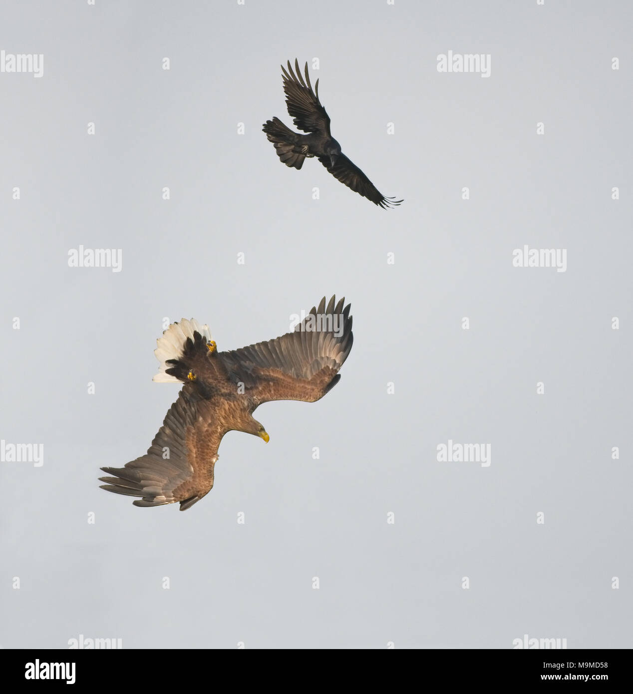 White-tailed Sea Eagle and Raven together in flight Stock Photo - Alamy
