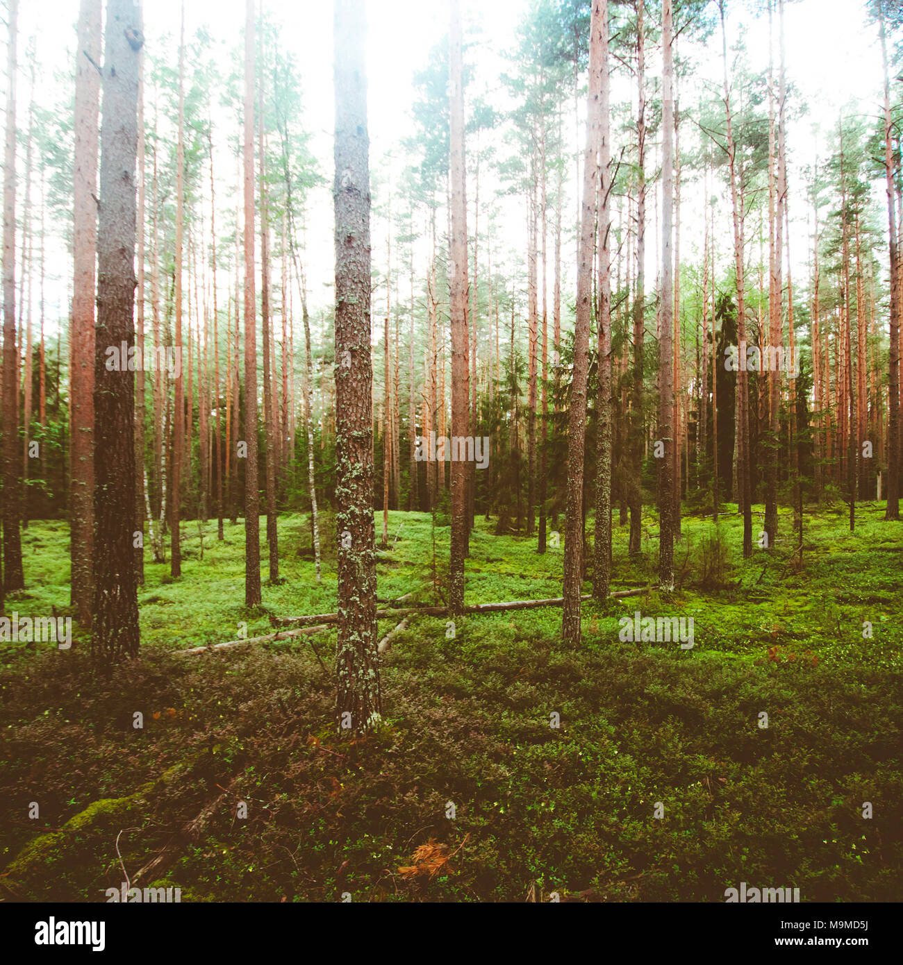 Wild trees in forest Stock Photo - Alamy