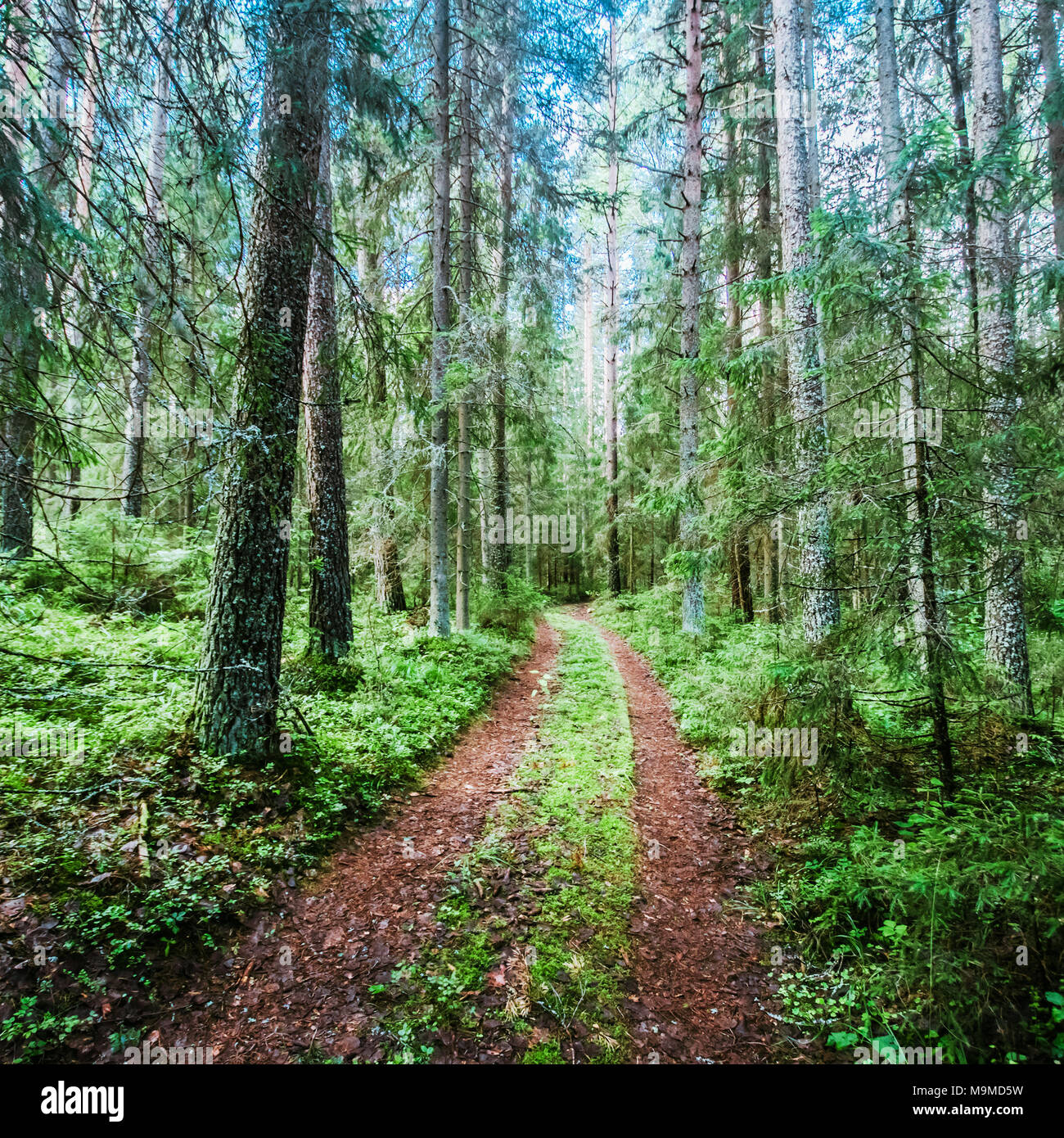 Beautiful wild forest Stock Photo - Alamy