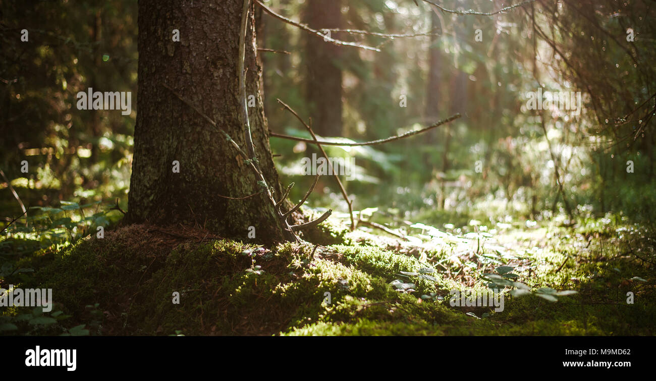 Forest bokeh background Stock Photo - Alamy