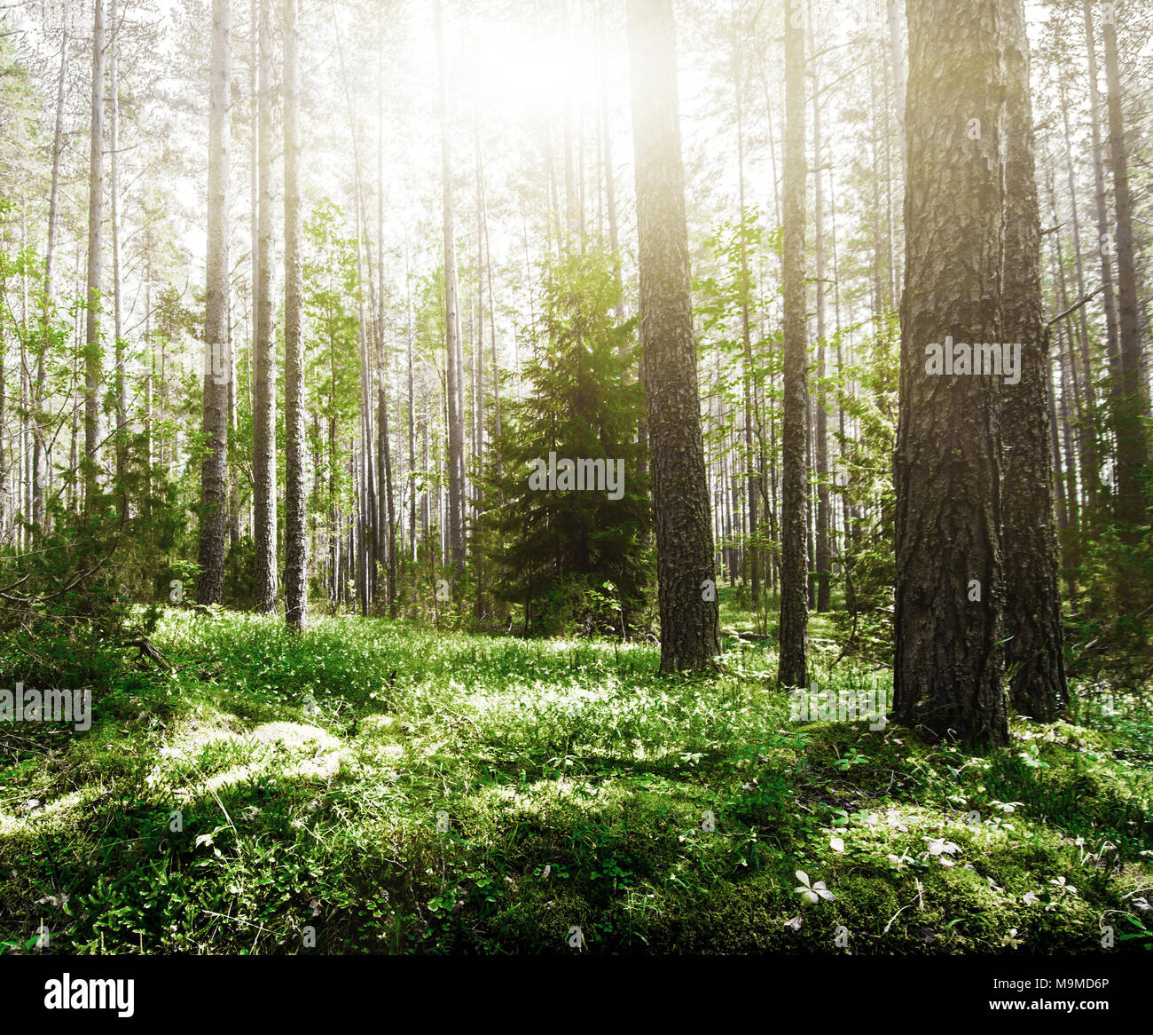 Forest. Wild plants and trees Stock Photo - Alamy