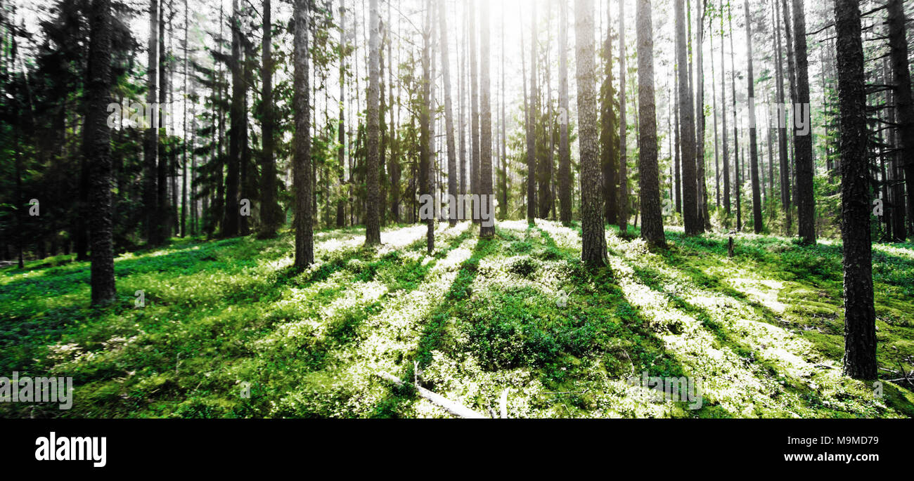 Beautiful wild forest Stock Photo - Alamy