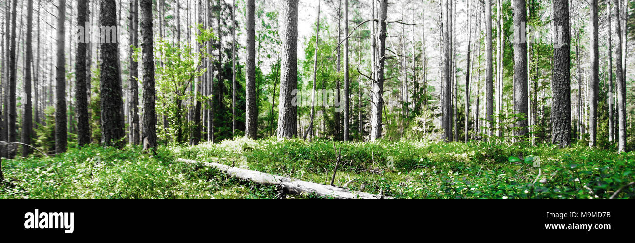 Forest wild plants trees hi-res stock photography and images - Alamy