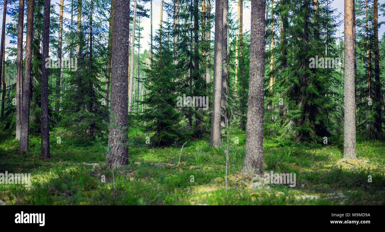 Summer forest jungle Stock Photo - Alamy