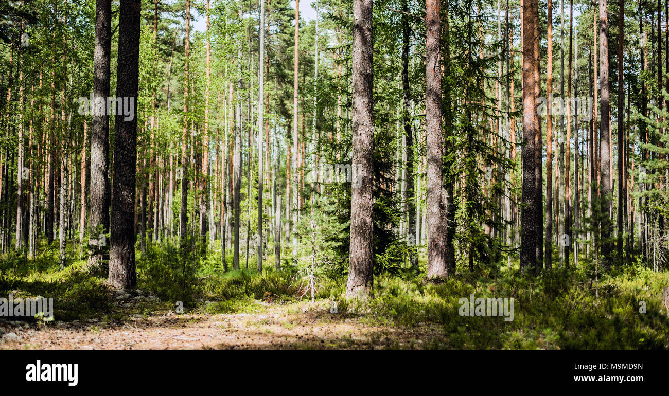 Forest outdoor landscape Stock Photo - Alamy