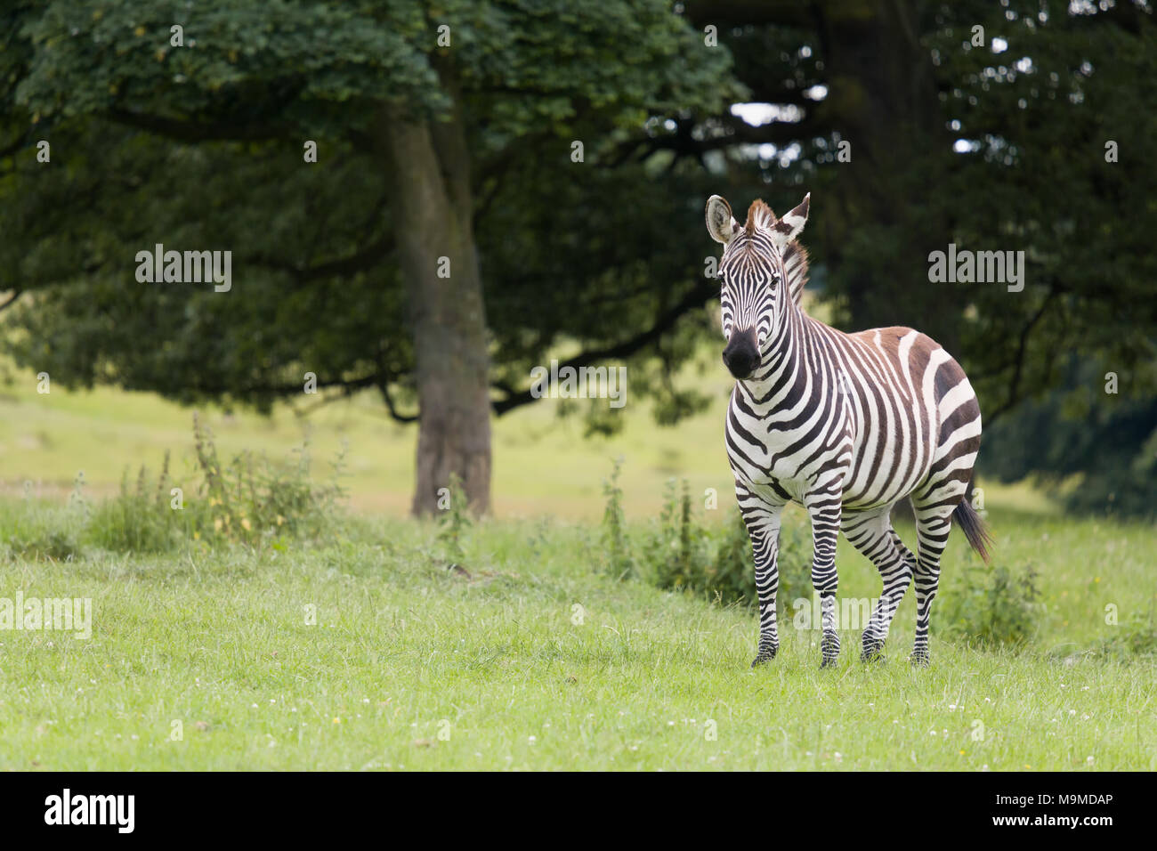 African zebra standing in the shade of a tree Stock Photo - Alamy