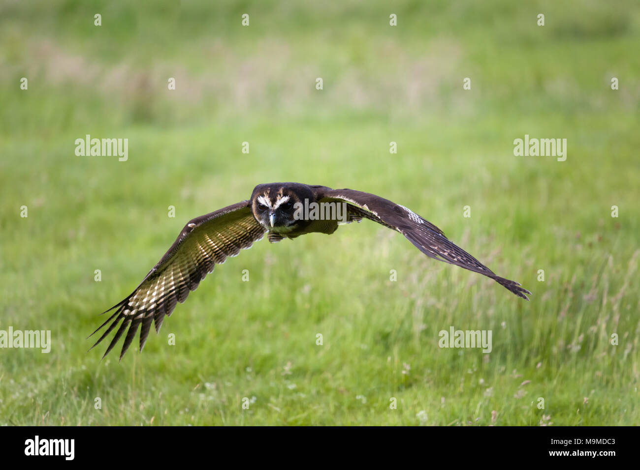Masked owl hi-res stock photography and images - Alamy