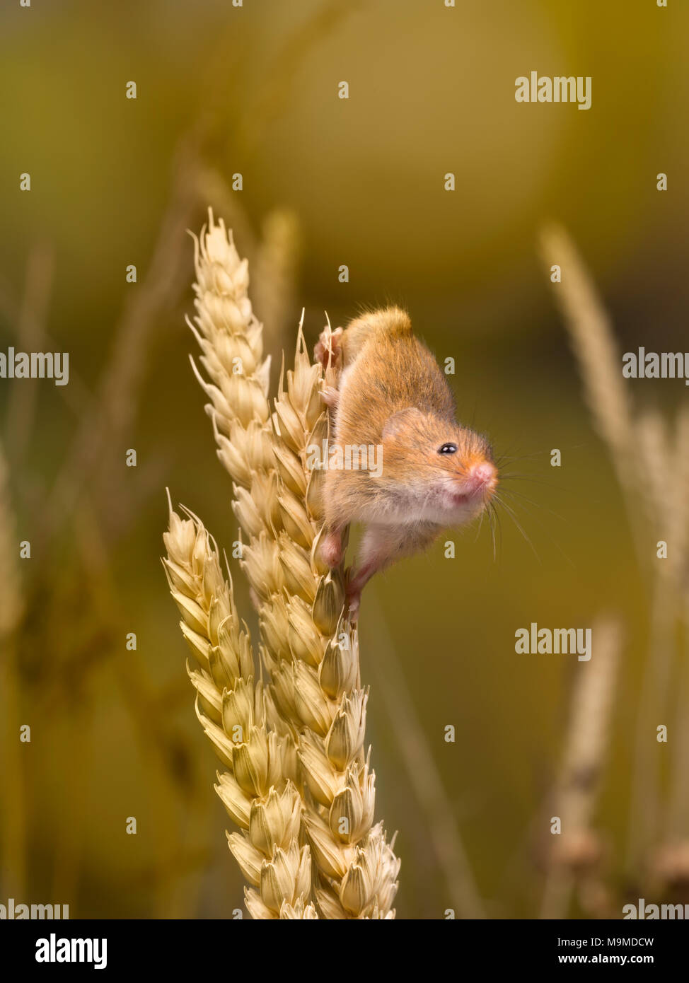 Field mice hi-res stock photography and images - Alamy