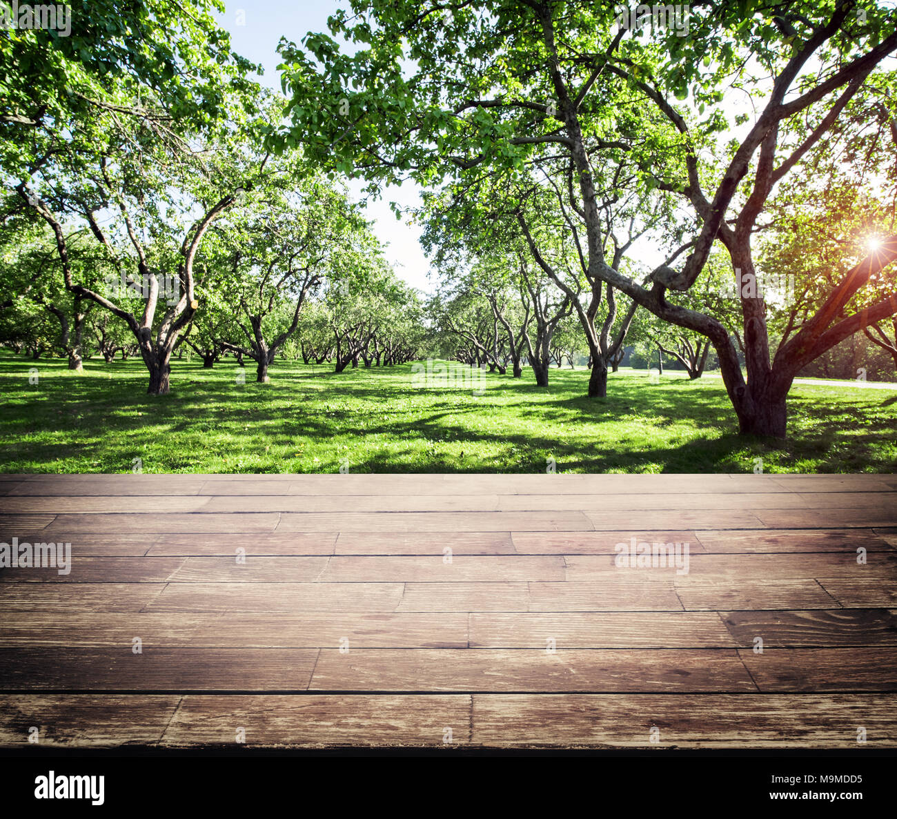 Park forest ecology background Stock Photo - Alamy