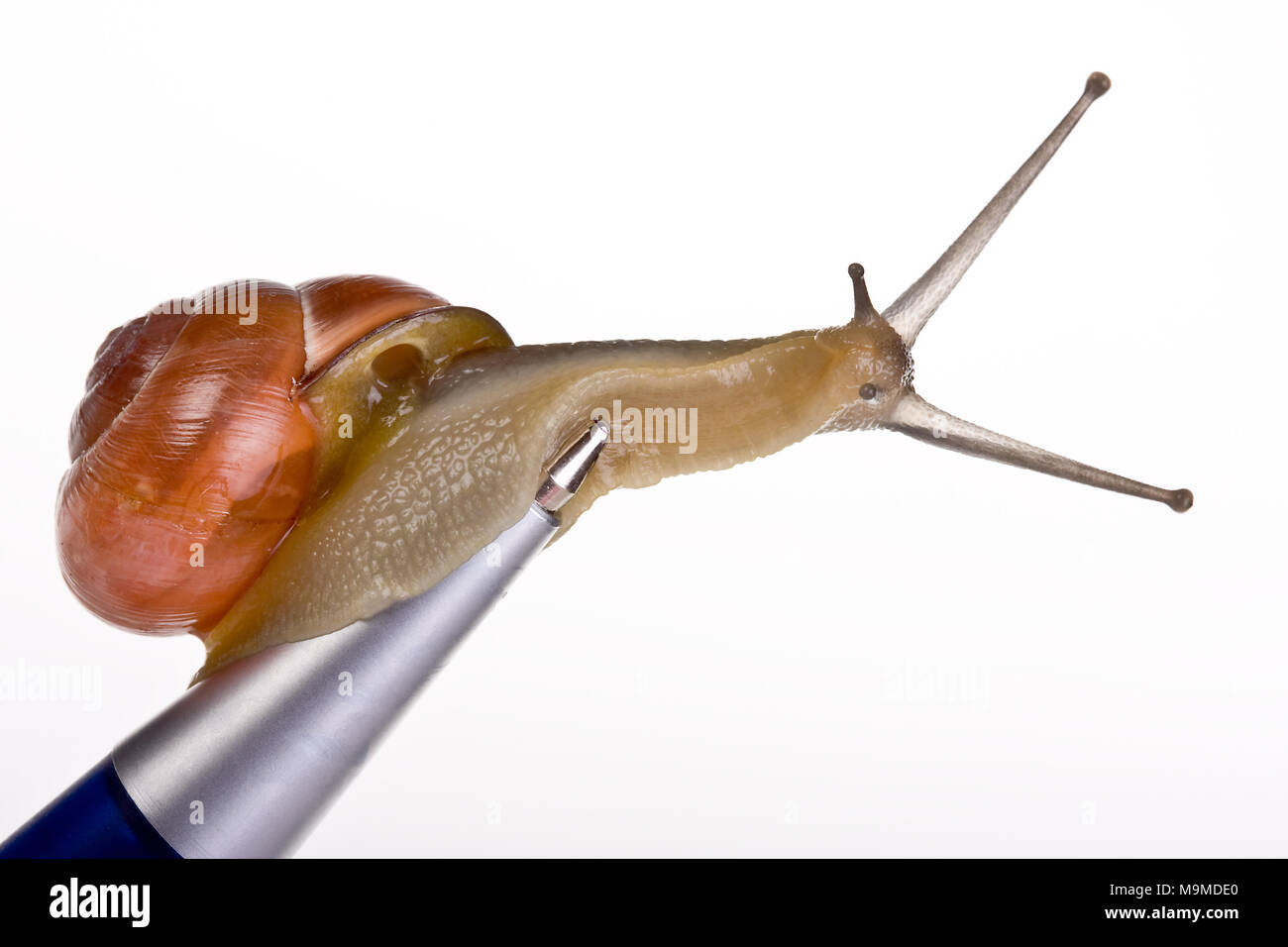 Funny snail sitting on a blue ballpoint Stock Photo - Alamy