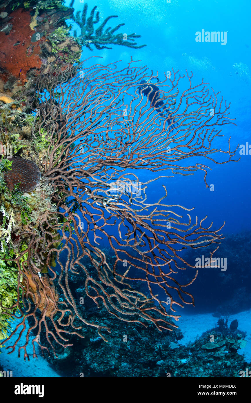 Coral reef with diver behind Stock Photo - Alamy